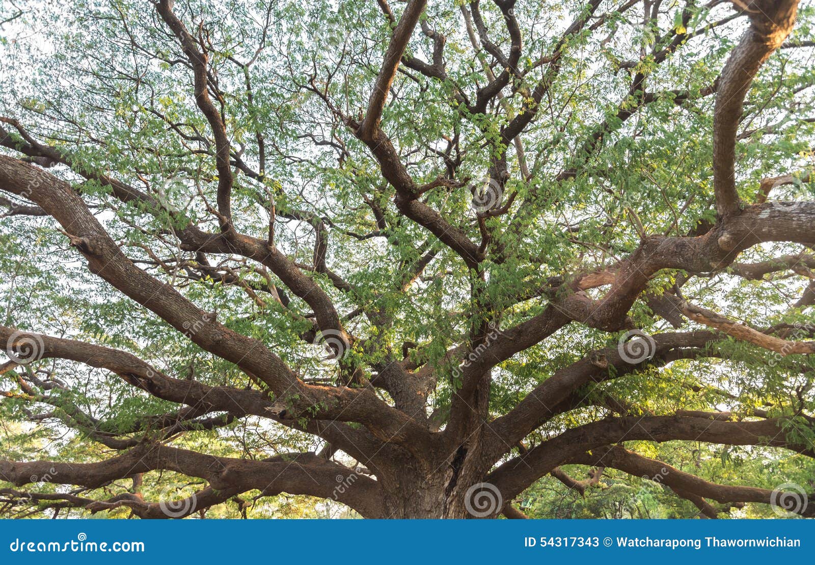 Giant tree stock image. Image of botanical, growth, light - 54317343