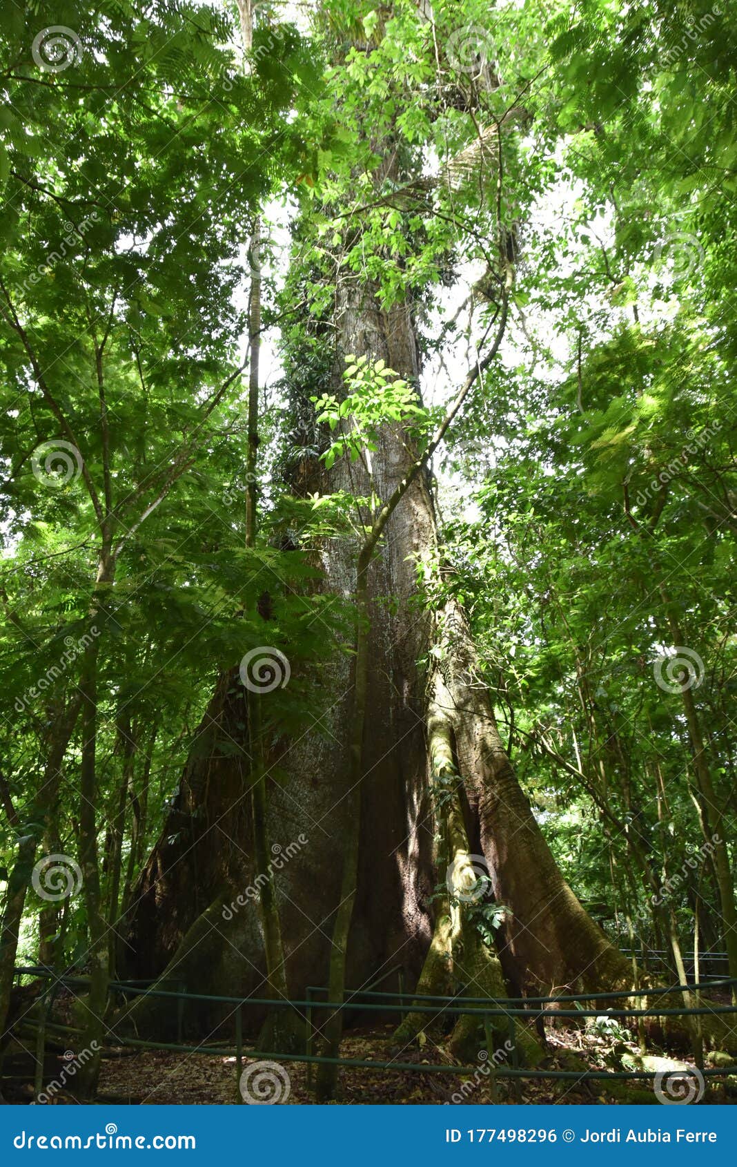 A Giant Tree in the Rainforest Stock Photo - Image of tourism, natural ...