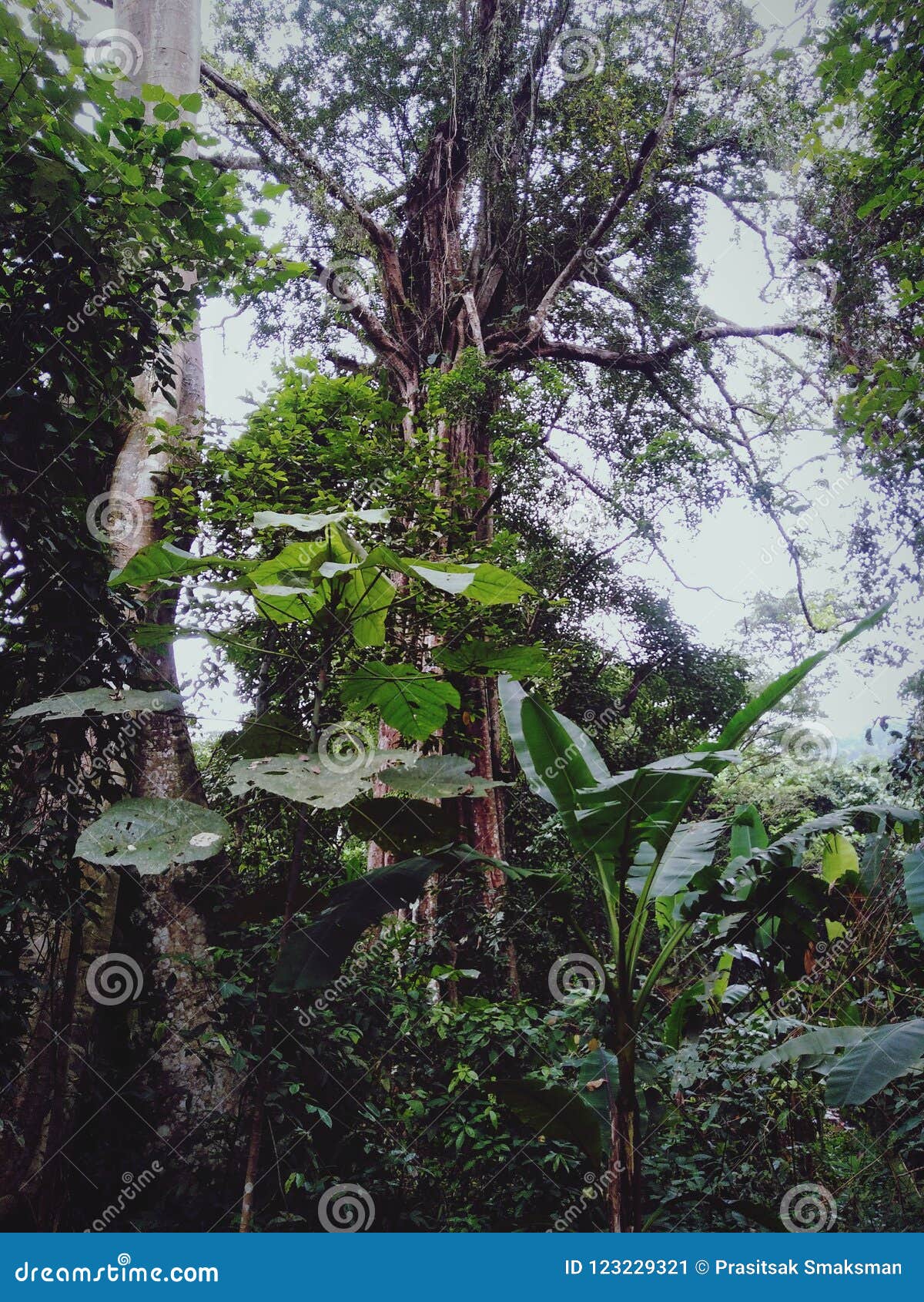 The giant tree stock image. Image of giant, greenleaf - 123229321