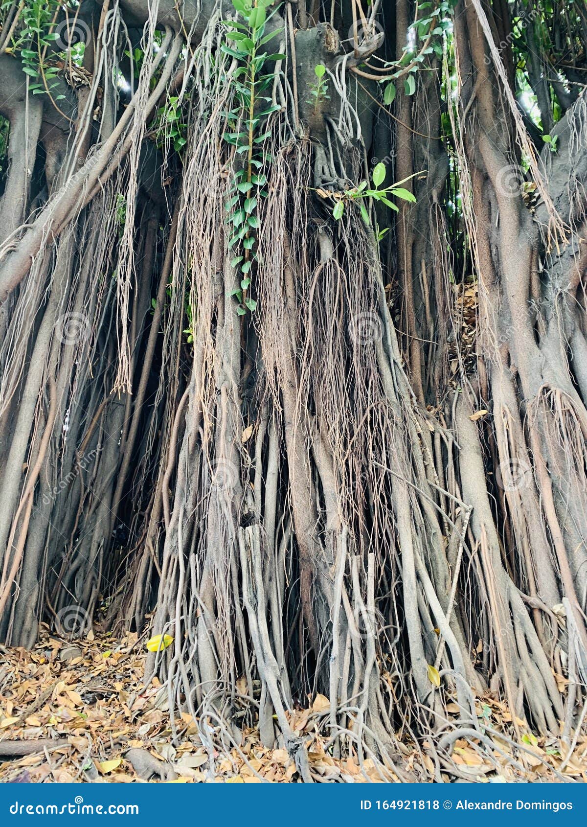 Giant Tree roots stock photo. Image of tropical, roots - 164921818