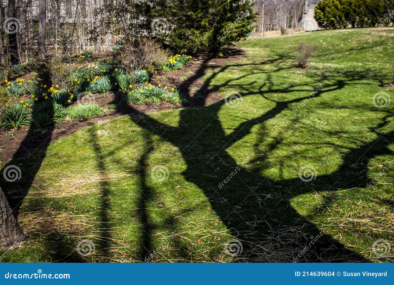 Giant Tree Shadows on Green Grass and Daffodils with Large Buildings ...