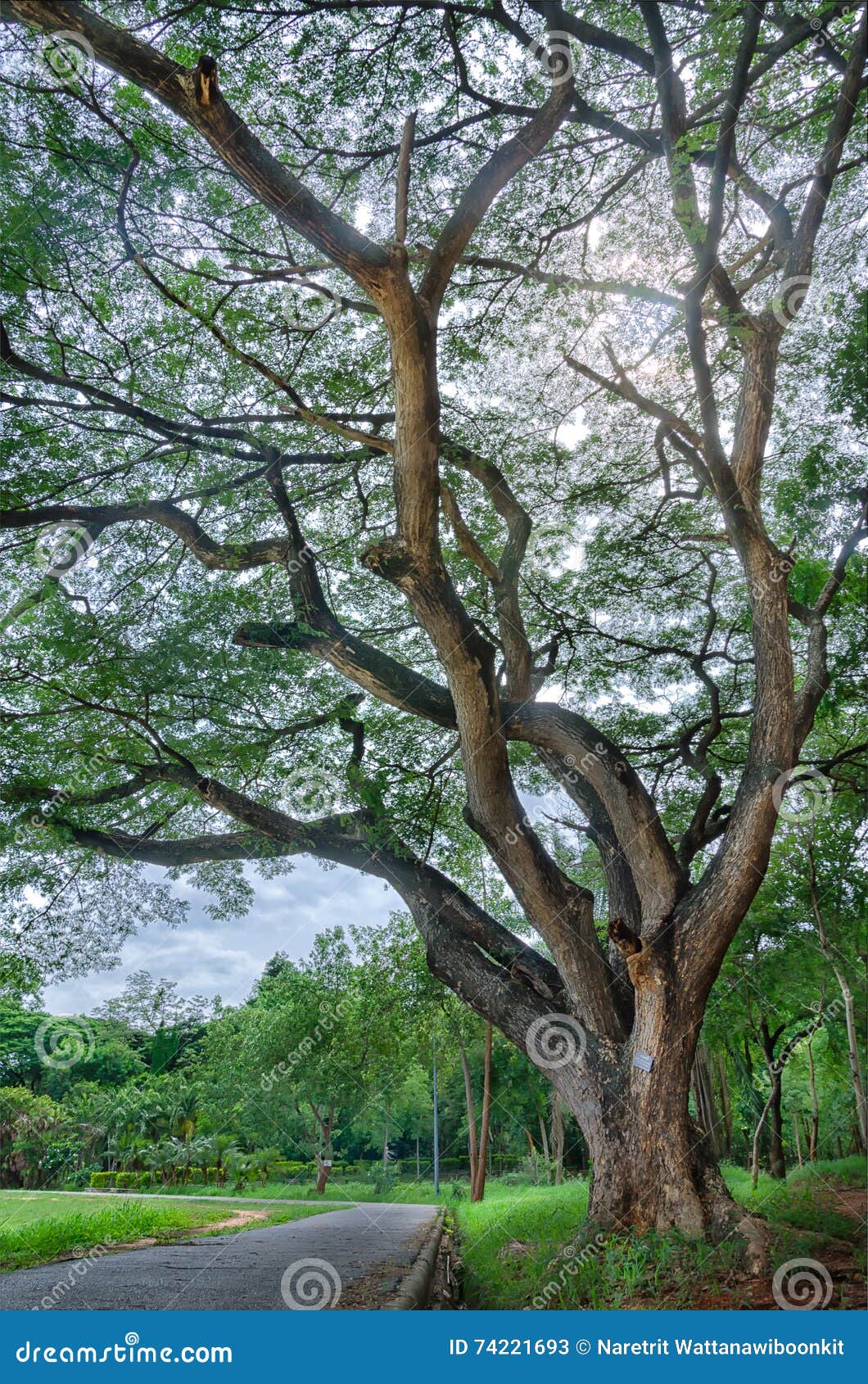 Giant Tree in Spring stock image. Image of environment - 74221693