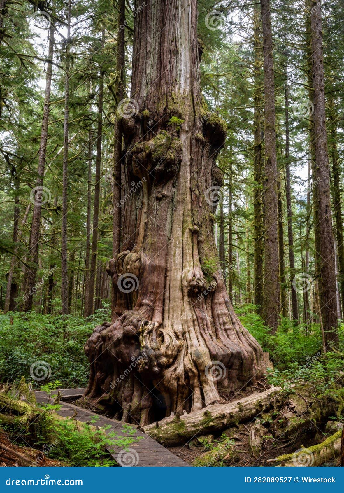 A Giant Tree Stands Tall in Lower Avatar Grove Stock Image - Image of ...