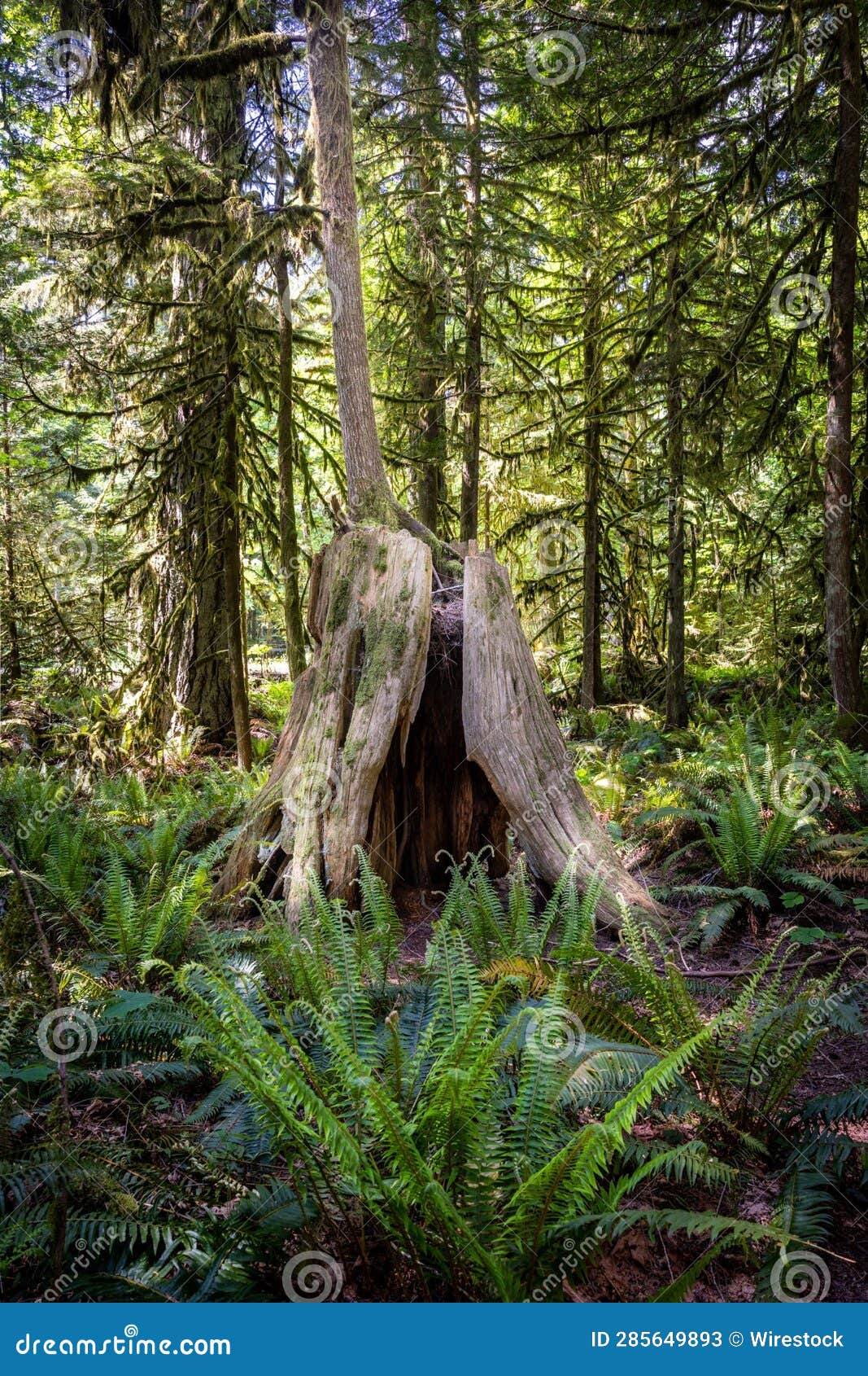 Giant Tree Stump in Cathedral Grove Stock Image - Image of hike ...