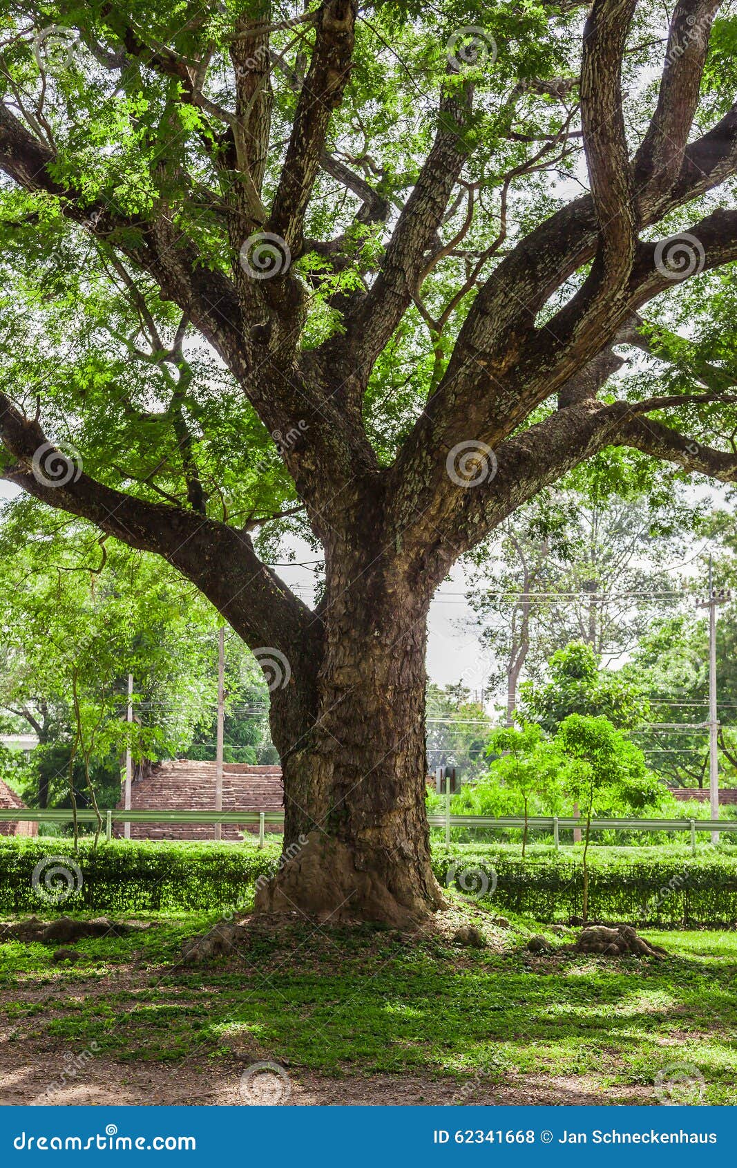 Giant Tree stock photo. Image of largest, asia, leave - 62341668