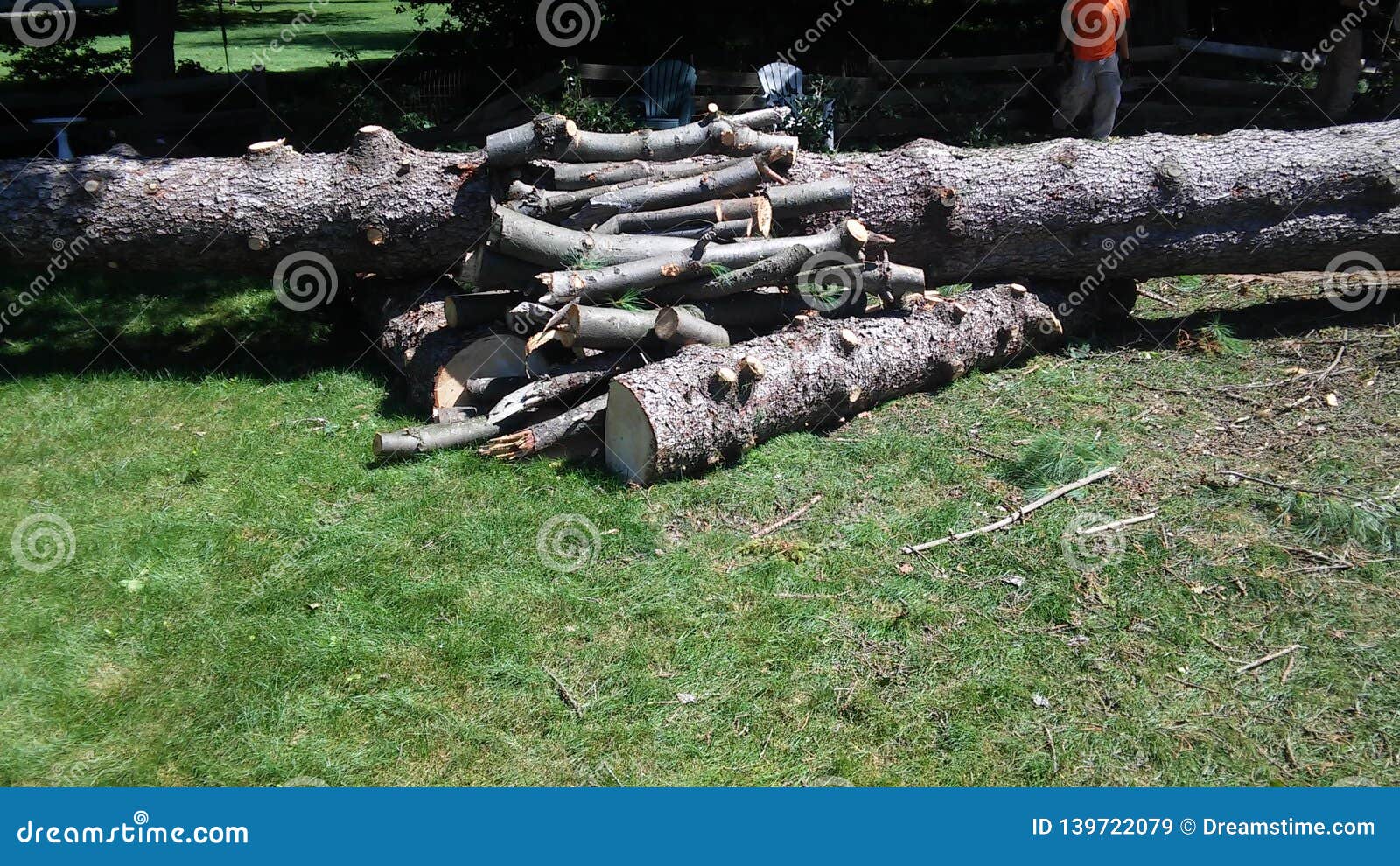Giant tree trunk and logs stock image. Image of bella - 139722079