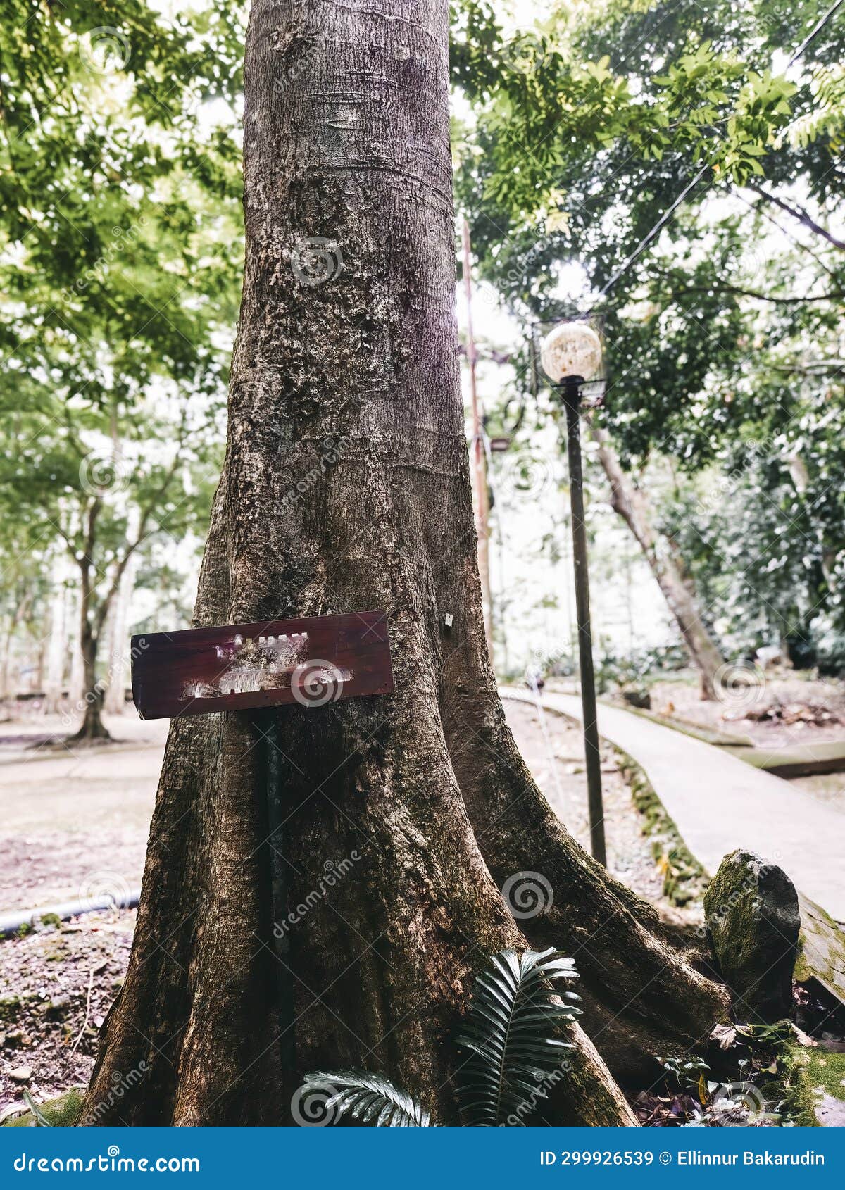 Giant Tree Trunk in the Rainforest Garden in Malaysia Editorial Stock ...