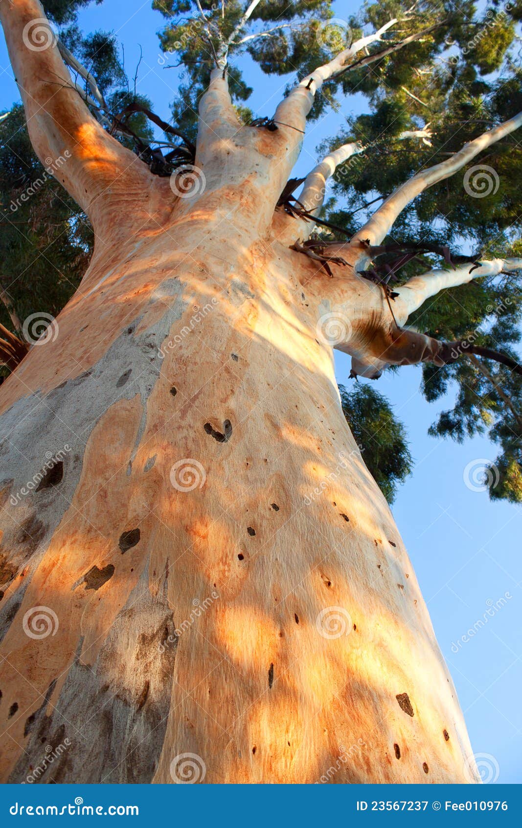 Giant tree trunk rising up stock image. Image of outdoors - 23567237