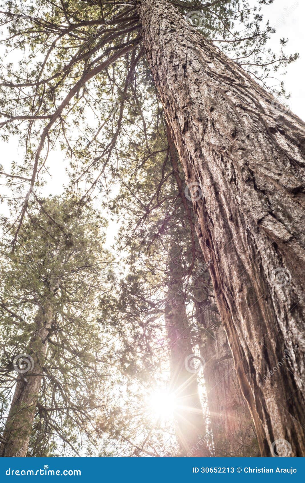 Giant Tree Inside A Forest Stock Photo | CartoonDealer.com #173072058