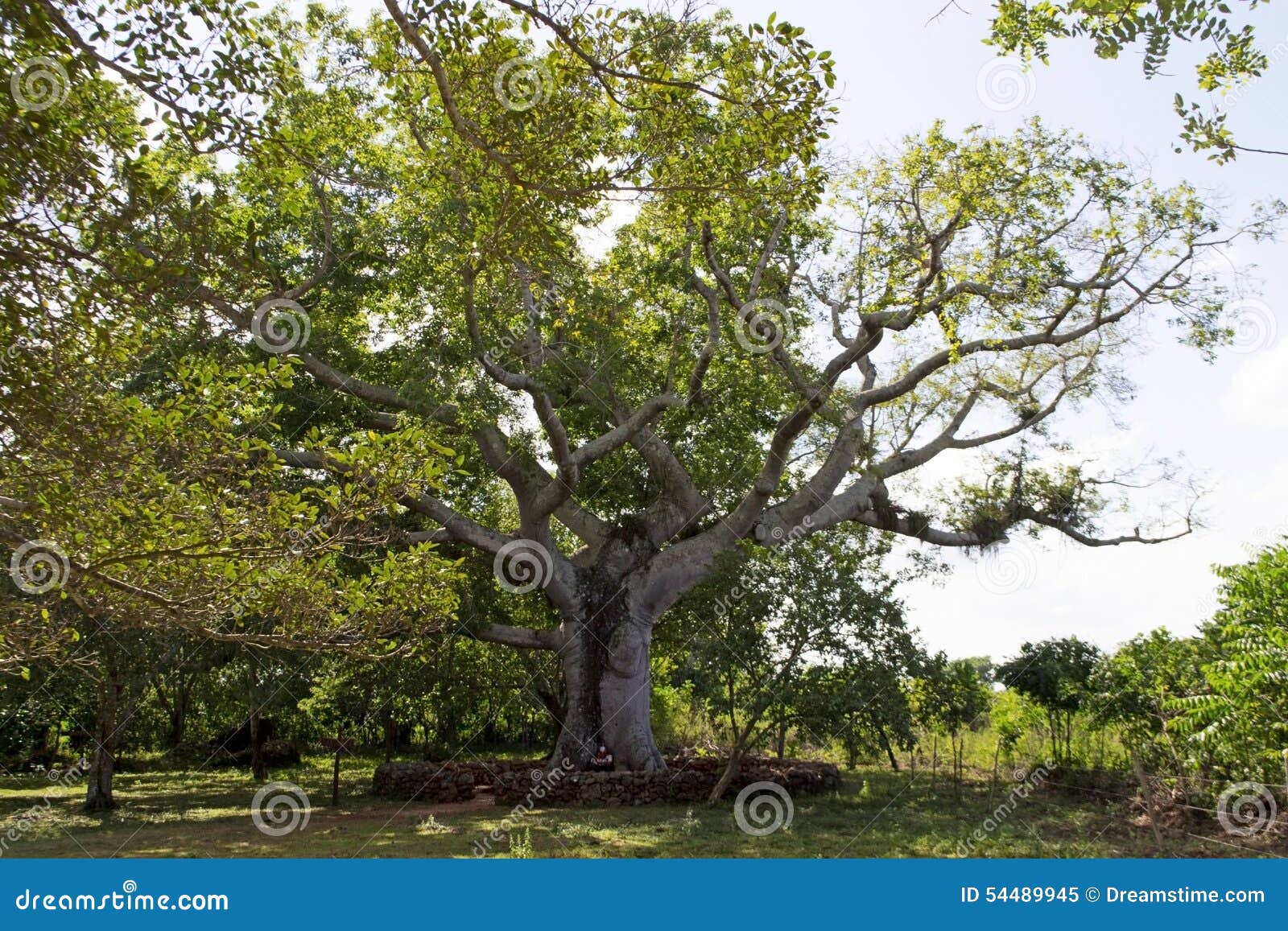 Giant tree stock image. Image of tree, field, light, space - 54489945