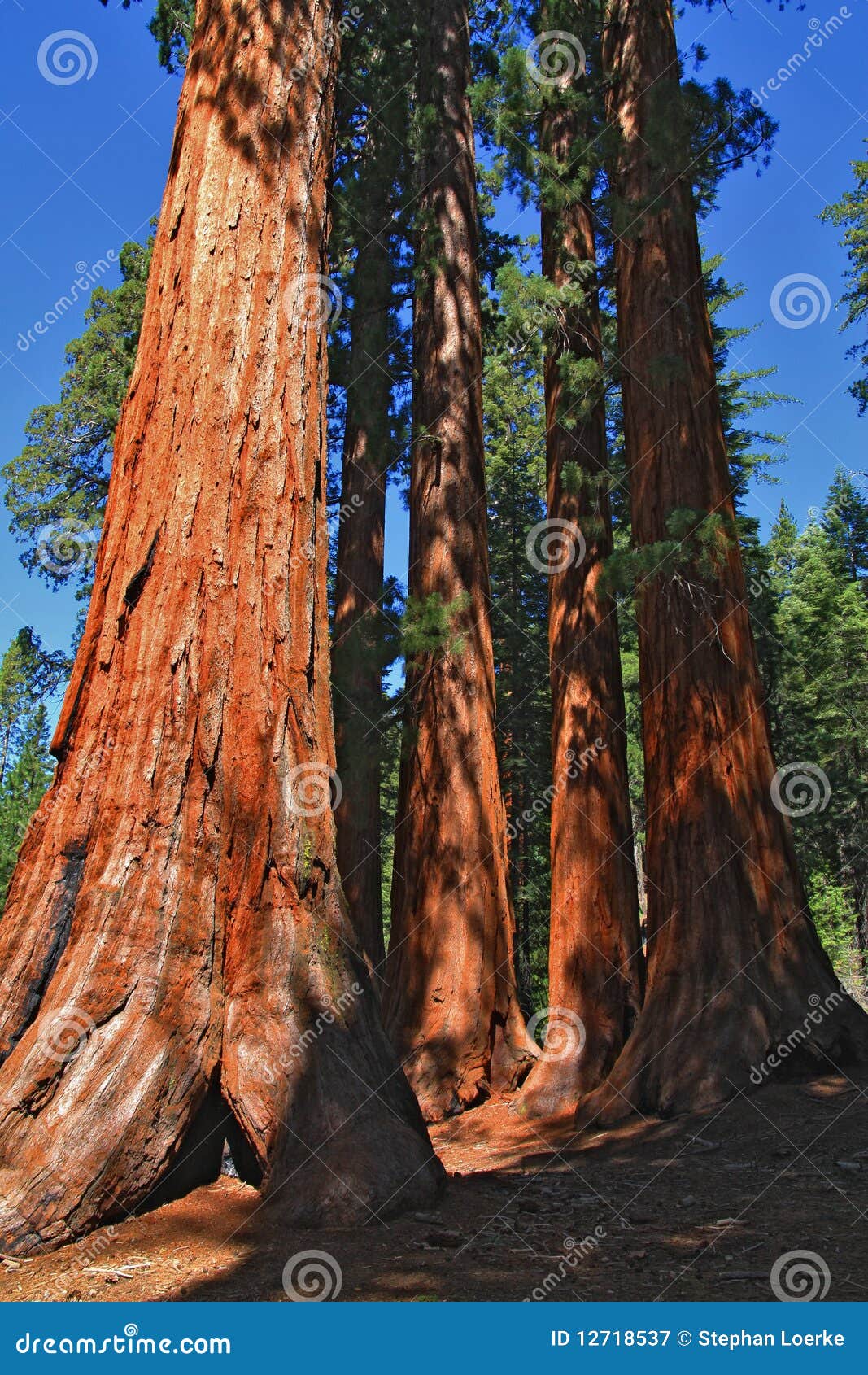 Giant Trees stock image. Image of travel, nature, forest - 12718537