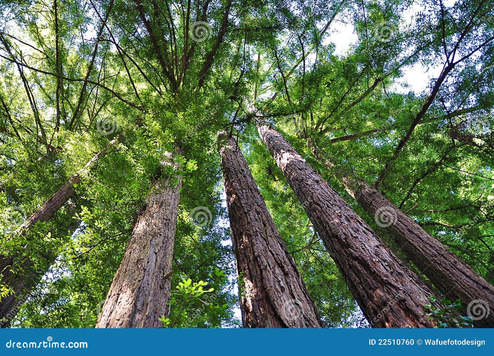 Giant Trees Scale Royalty-Free Stock Photography | CartoonDealer.com ...