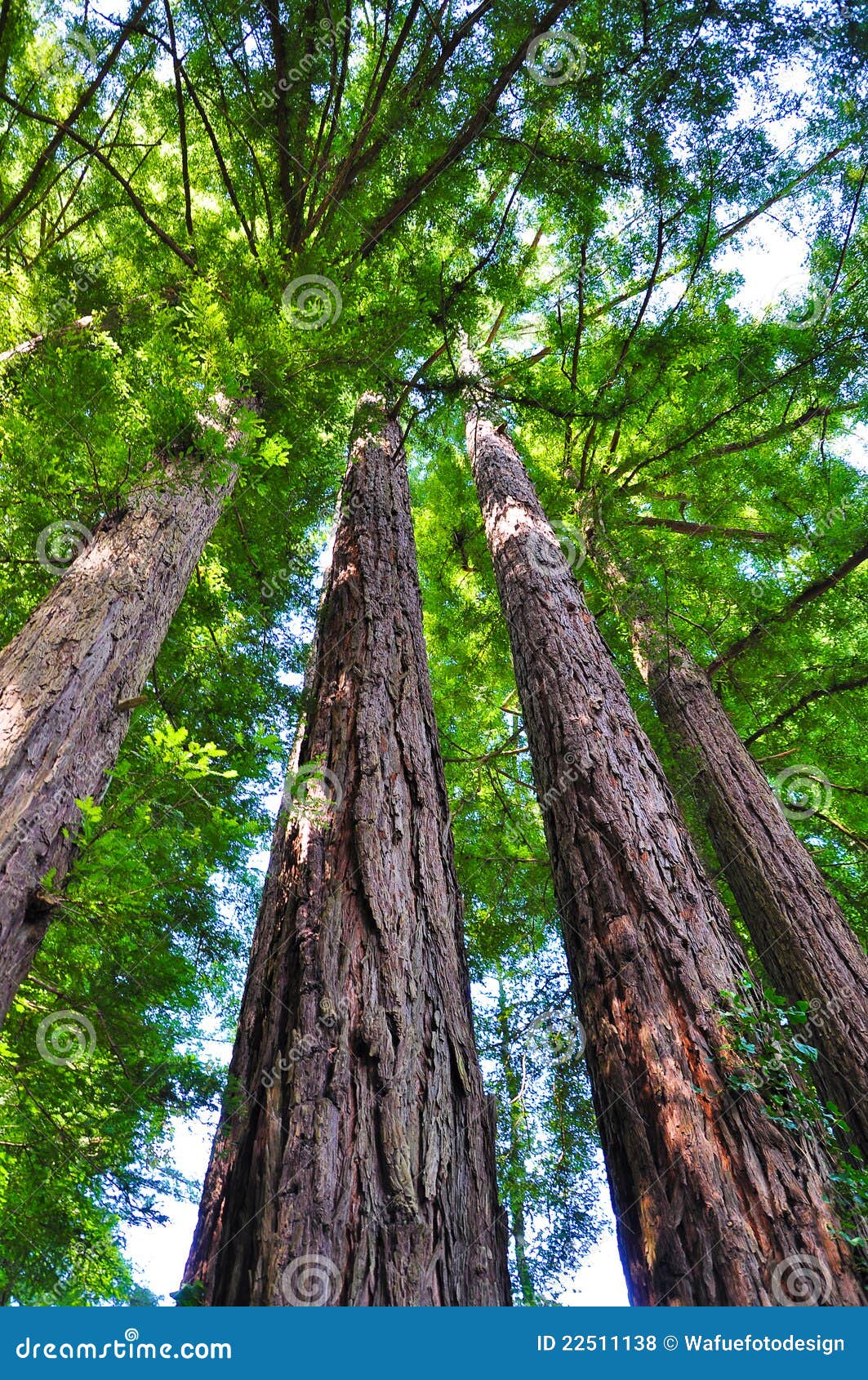 Giant Trees stock photo. Image of nature, giant, trees - 22511138