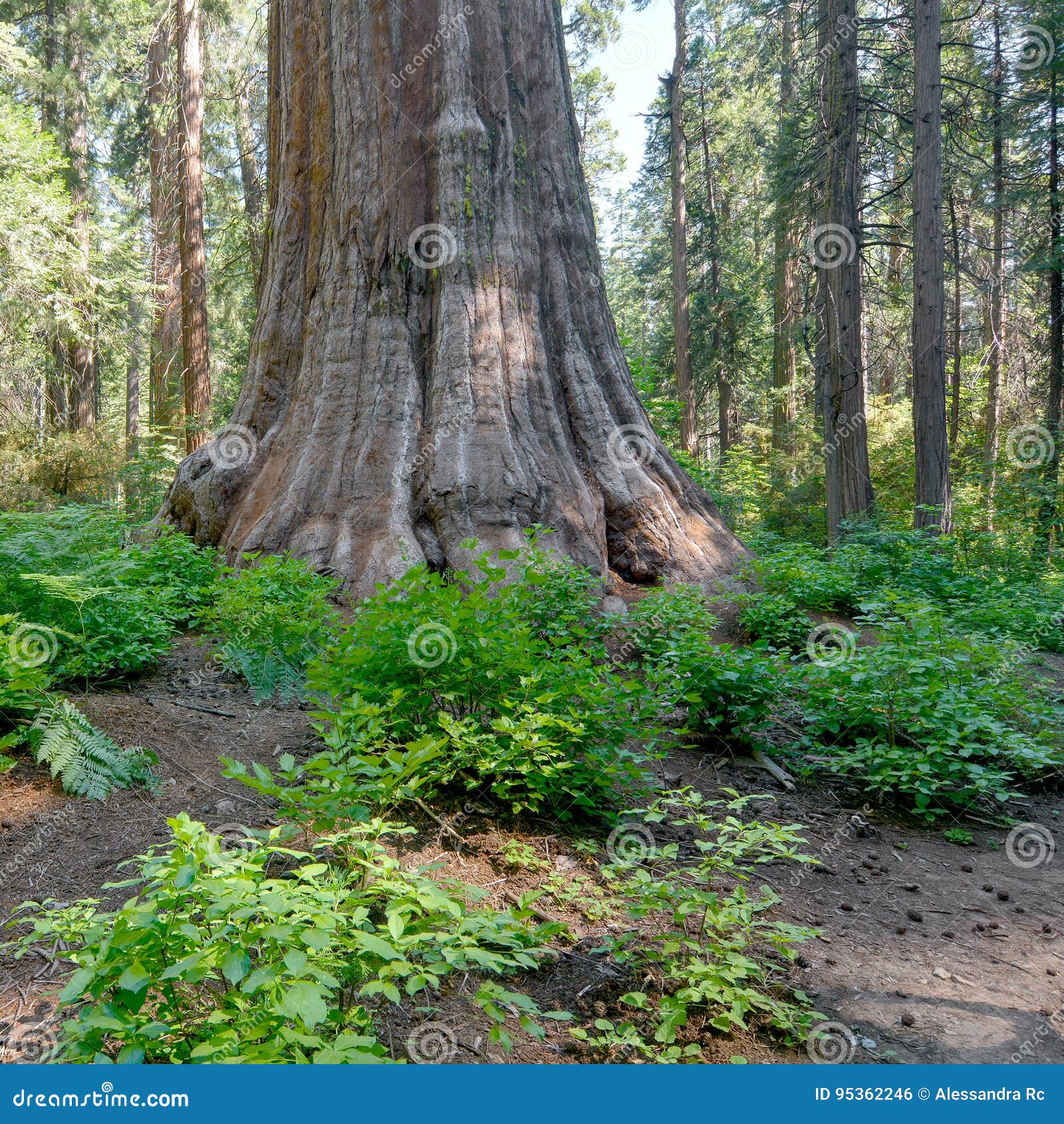 Giant trees stock photo. Image of nevada, sierras, horizontal - 95362246