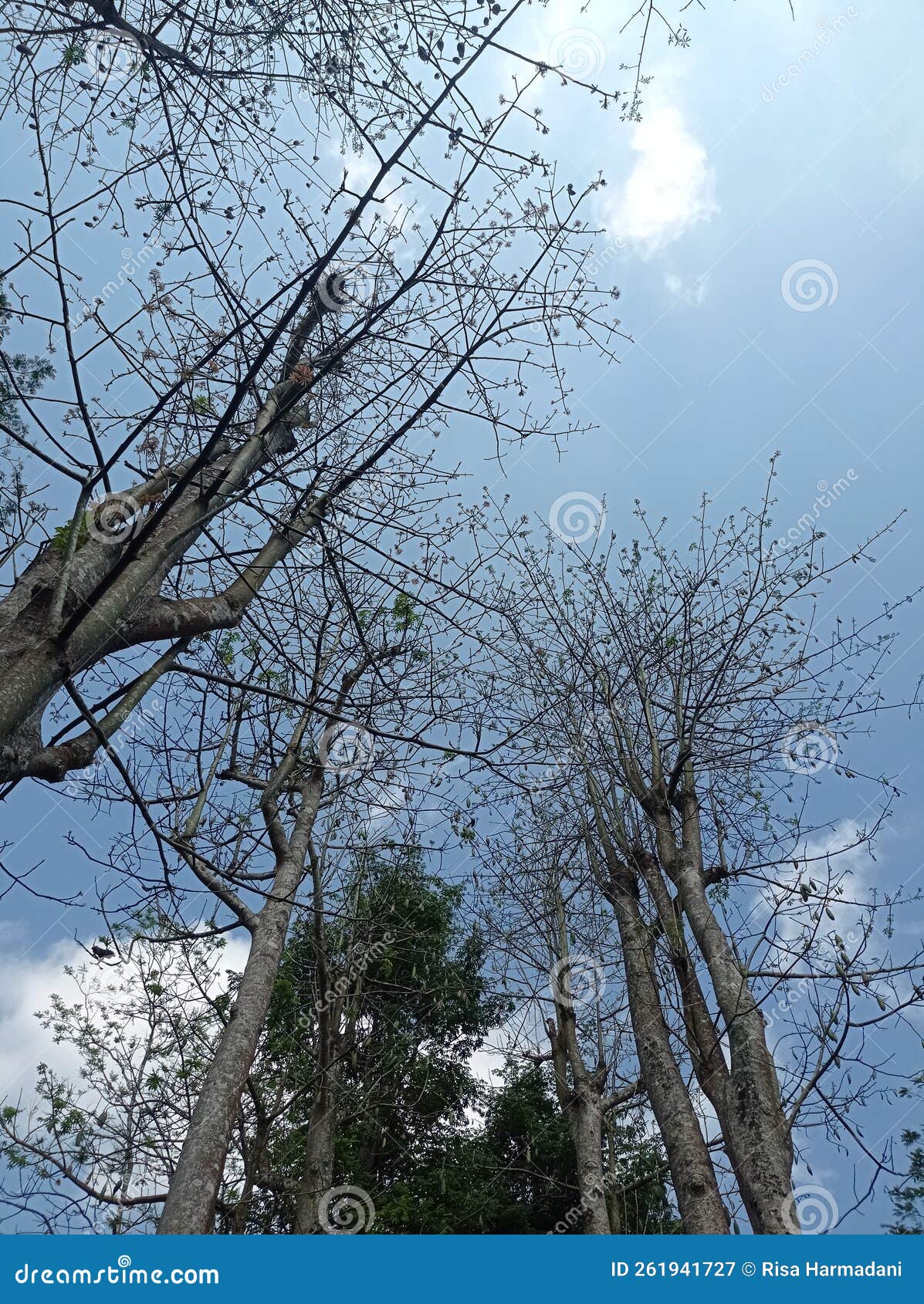 Giant trees brunches stock image. Image of twig, snow - 261941727