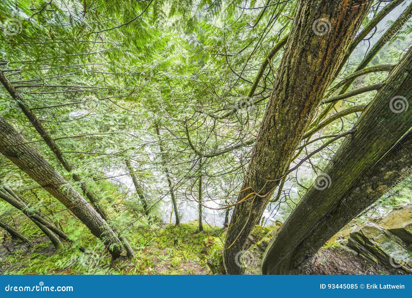 Giant Trees in the Canadian Woods Stock Image - Image of relax, canada ...