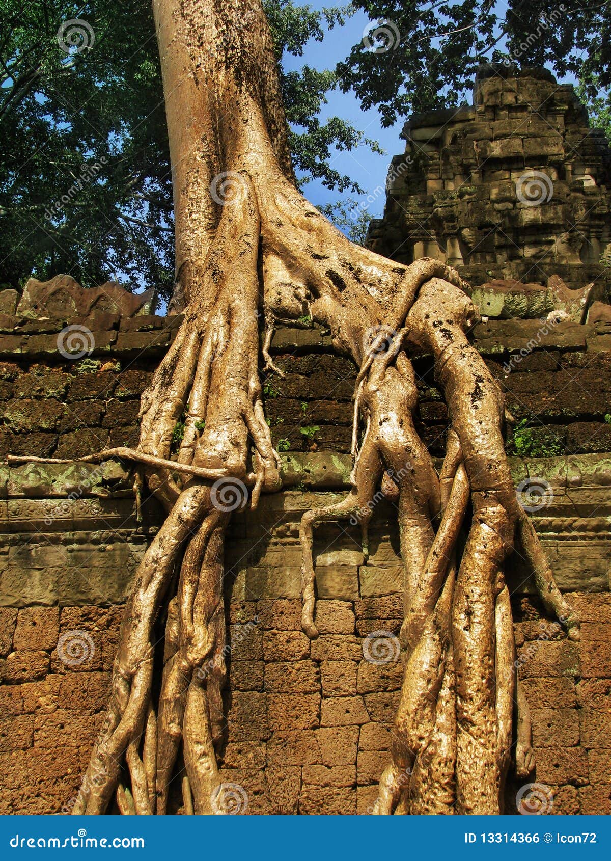 Giant Trees Covering the Old Temples of Angkor Wat Stock Photo - Image ...