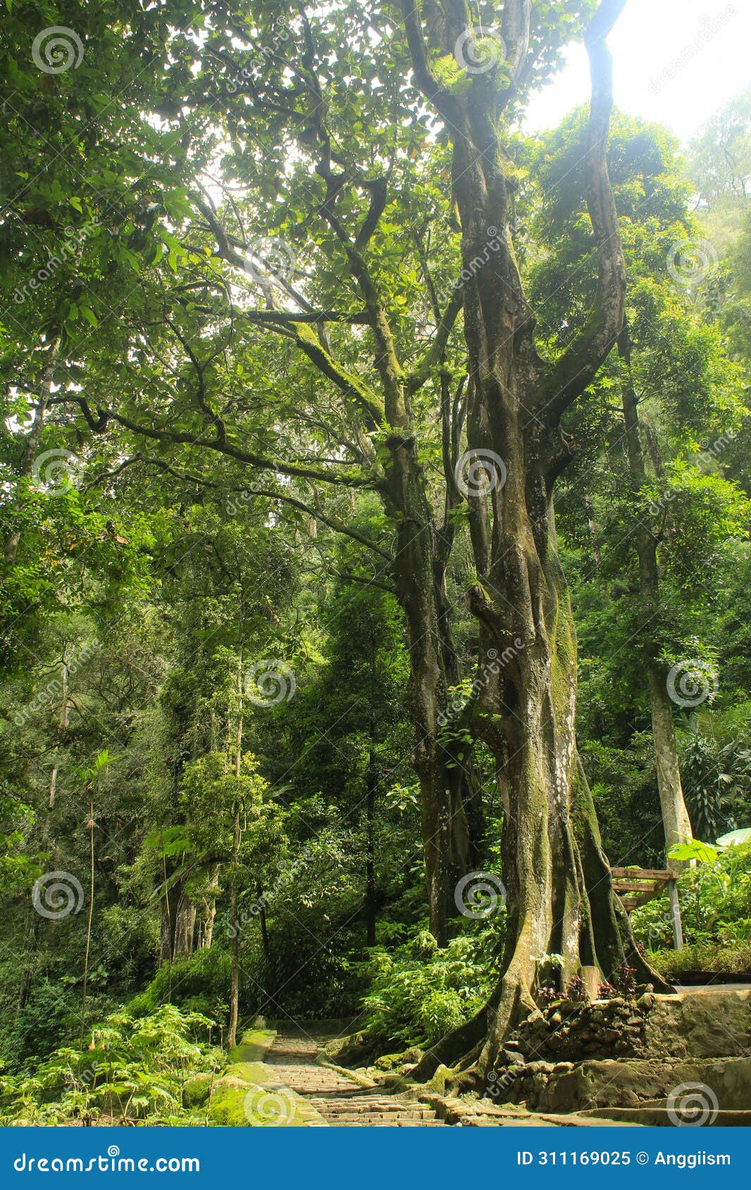Giant Trees in a Forest, Green Pathway Stock Image - Image of forest ...