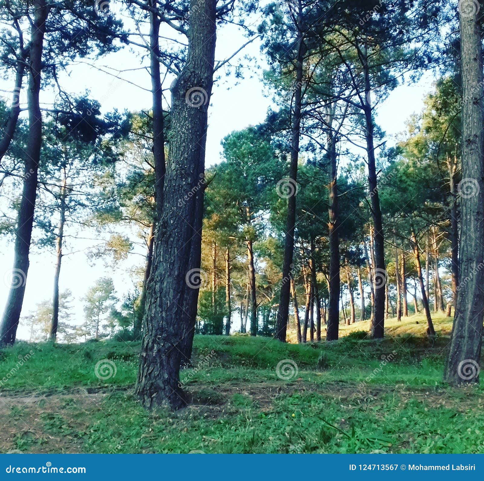 The trees stock image. Image of natural, forest, glass - 124713567