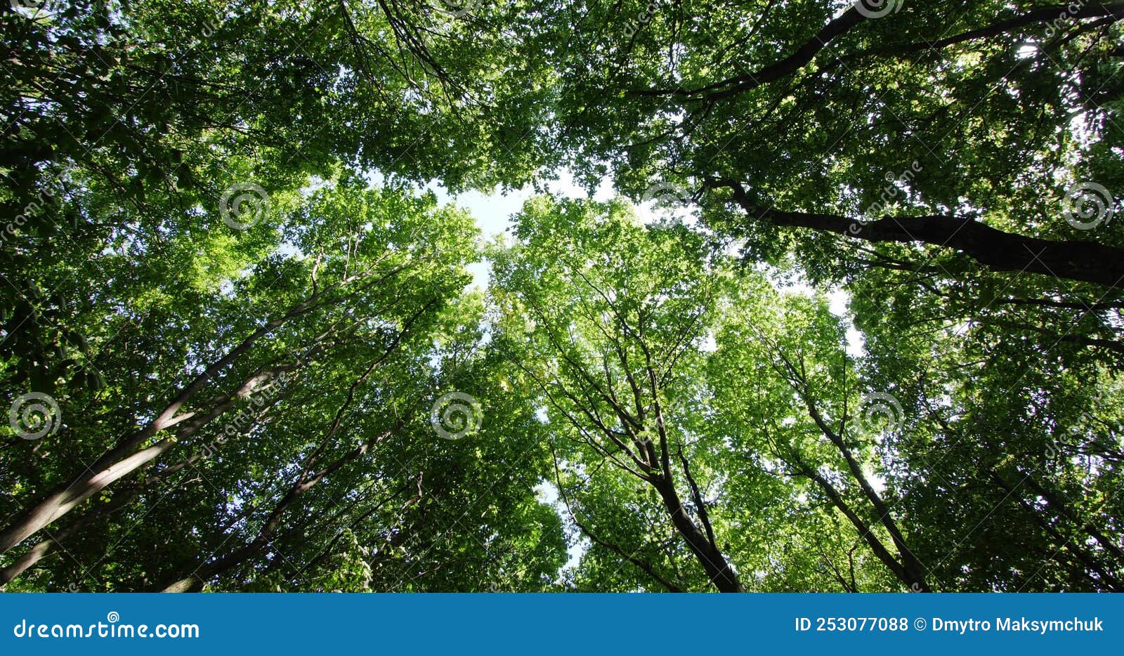 Tree Tops with Green Leaves on a Blue Sky Background Stock Footage ...
