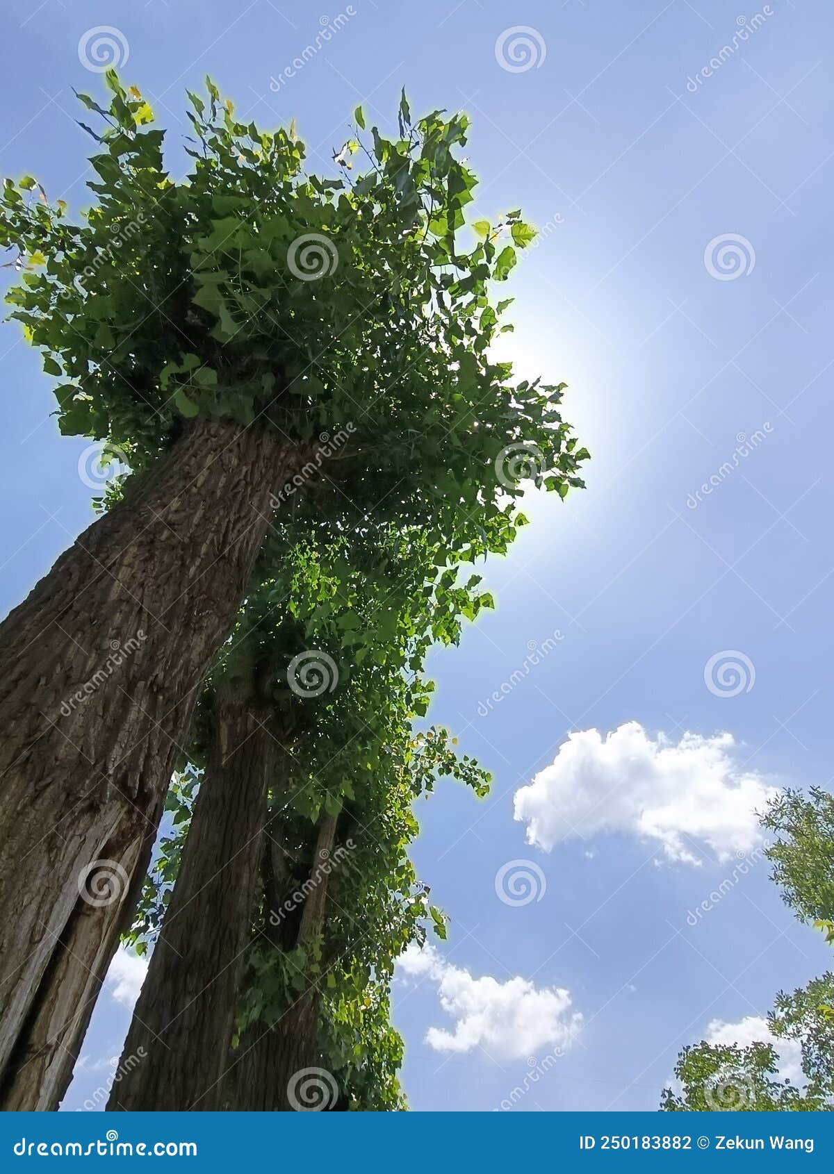 Giant trees stock photo. Image of branch, grass, tree - 250183882