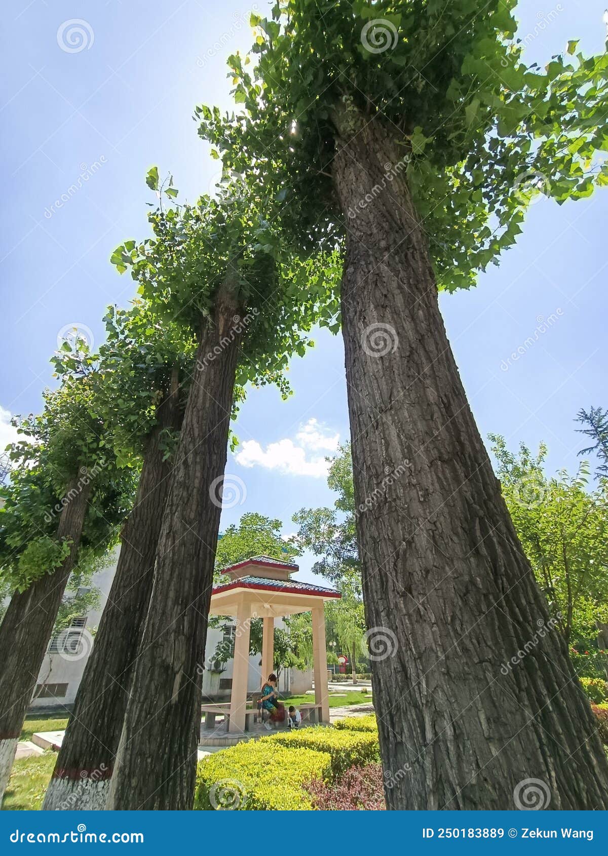 Giant trees stock image. Image of shrub, summer, park - 250183889
