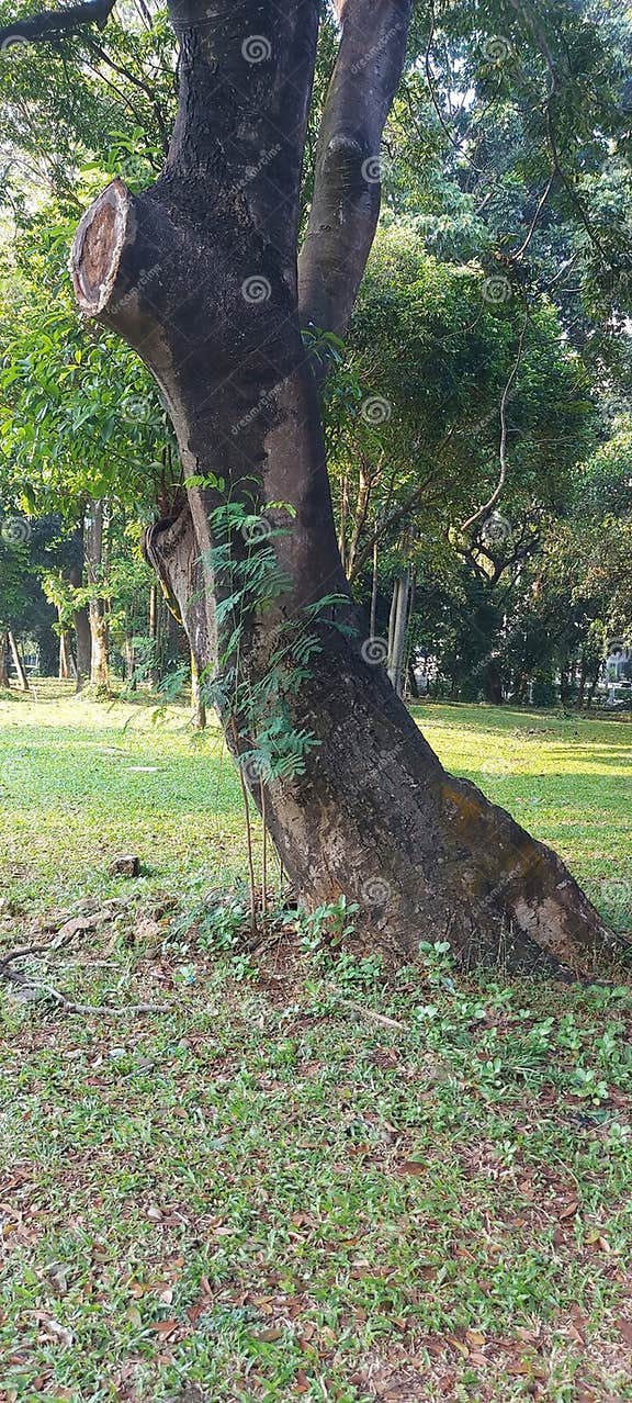 Giant trees are pruned stock image. Image of wood, deciduous - 288031369