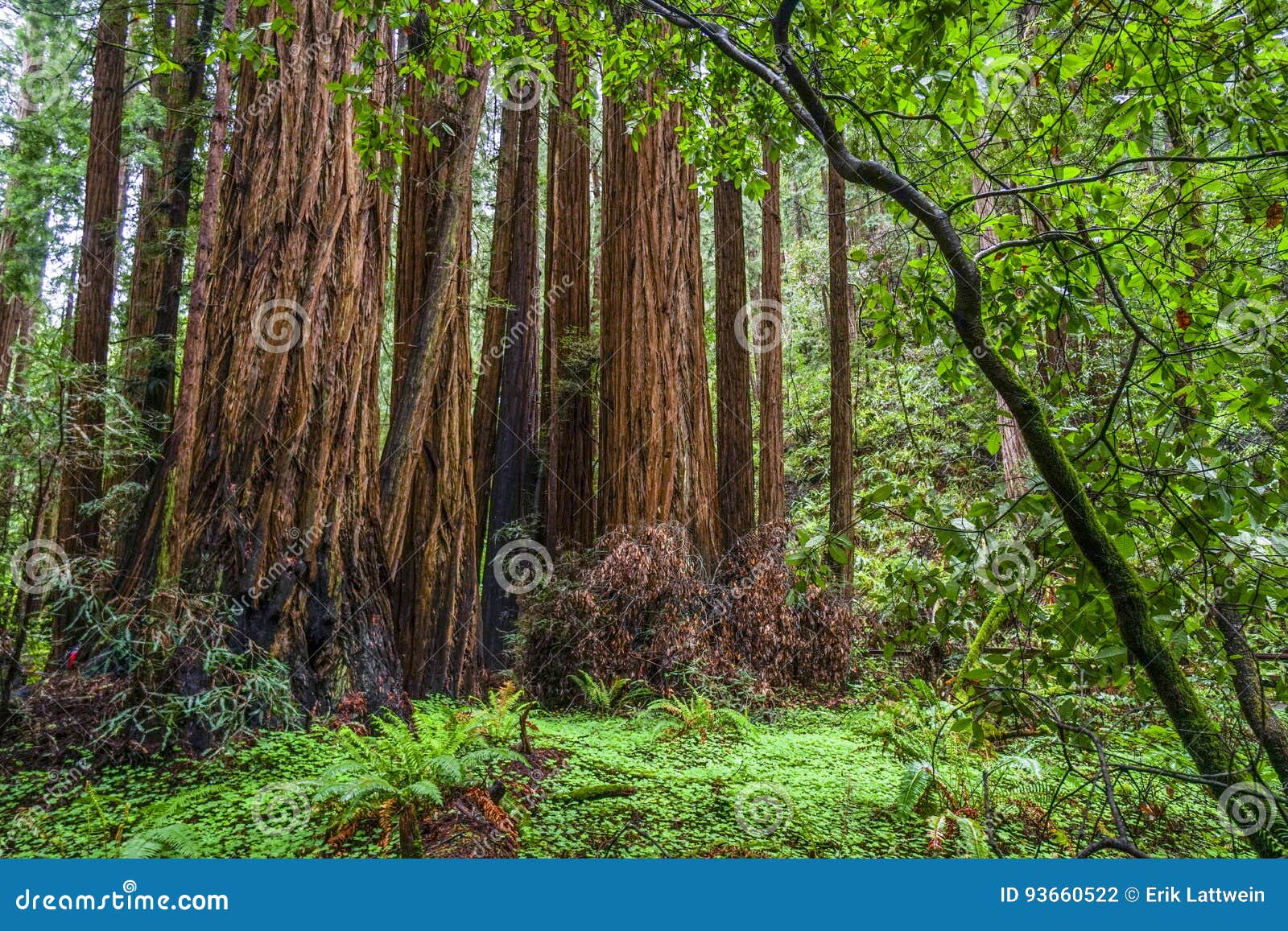 The Giant Trees of the Redwood Forest Stock Photo - Image of nature ...