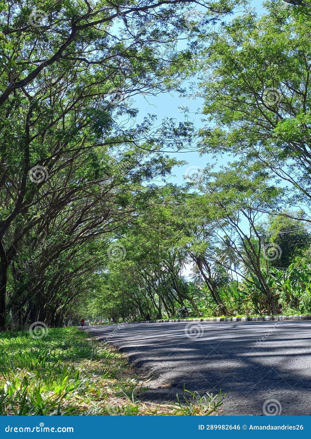 Giant Trees beside the Road Stock Photo - Image of green, longway ...