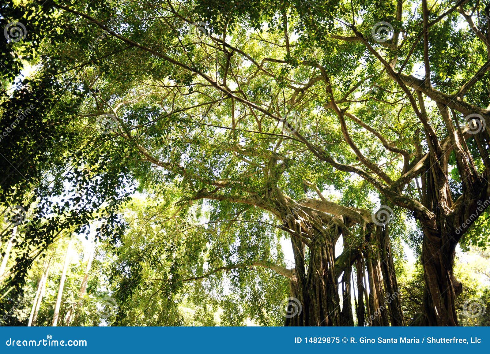 Giant Trees in Tropical Rain Forest Stock Image - Image of large ...