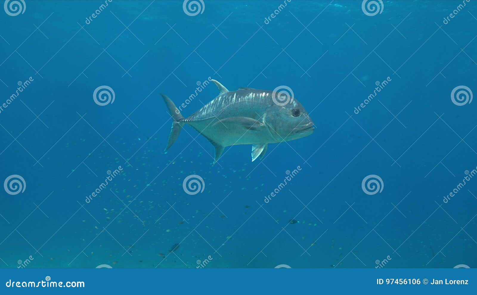 Giant Trevallies on a Coral Reef Stock Photo - Image of tropical, giant ...