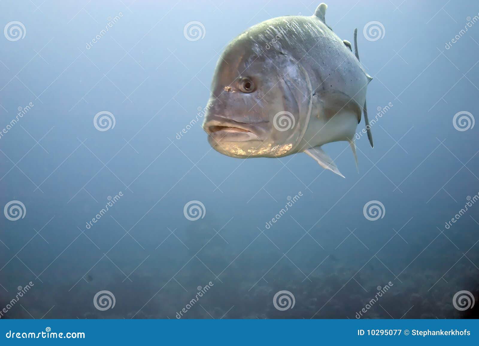 Giant trevally stock image. Image of tropical, white - 10295077