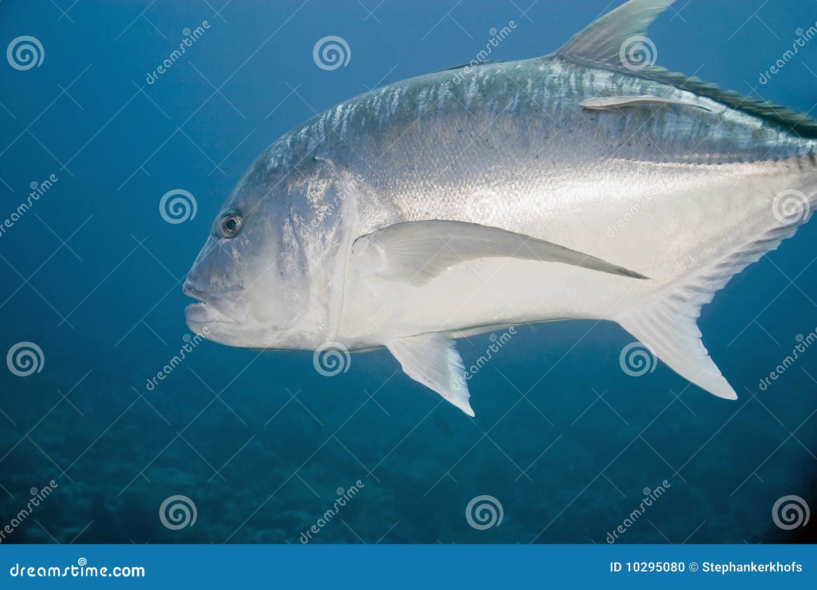 Giant trevally stock photo. Image of hard, marine, aquatic - 10295080