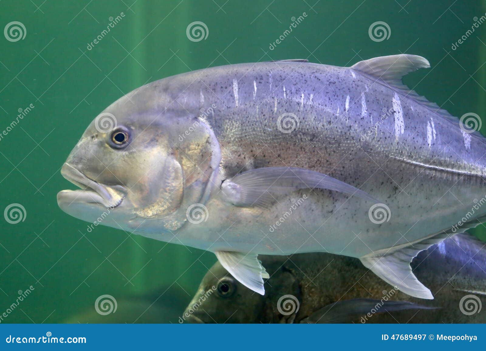 Giant trevally fish. stock image. Image of tropical, fish - 47689497