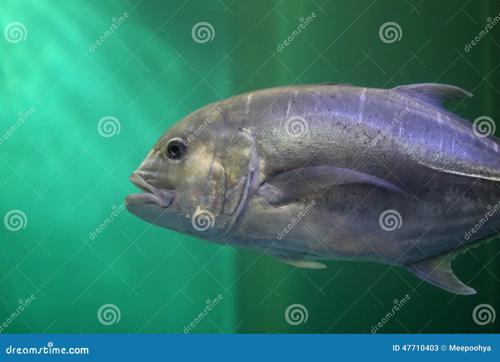 Giant trevally fish. stock image. Image of fish, diving - 47710403