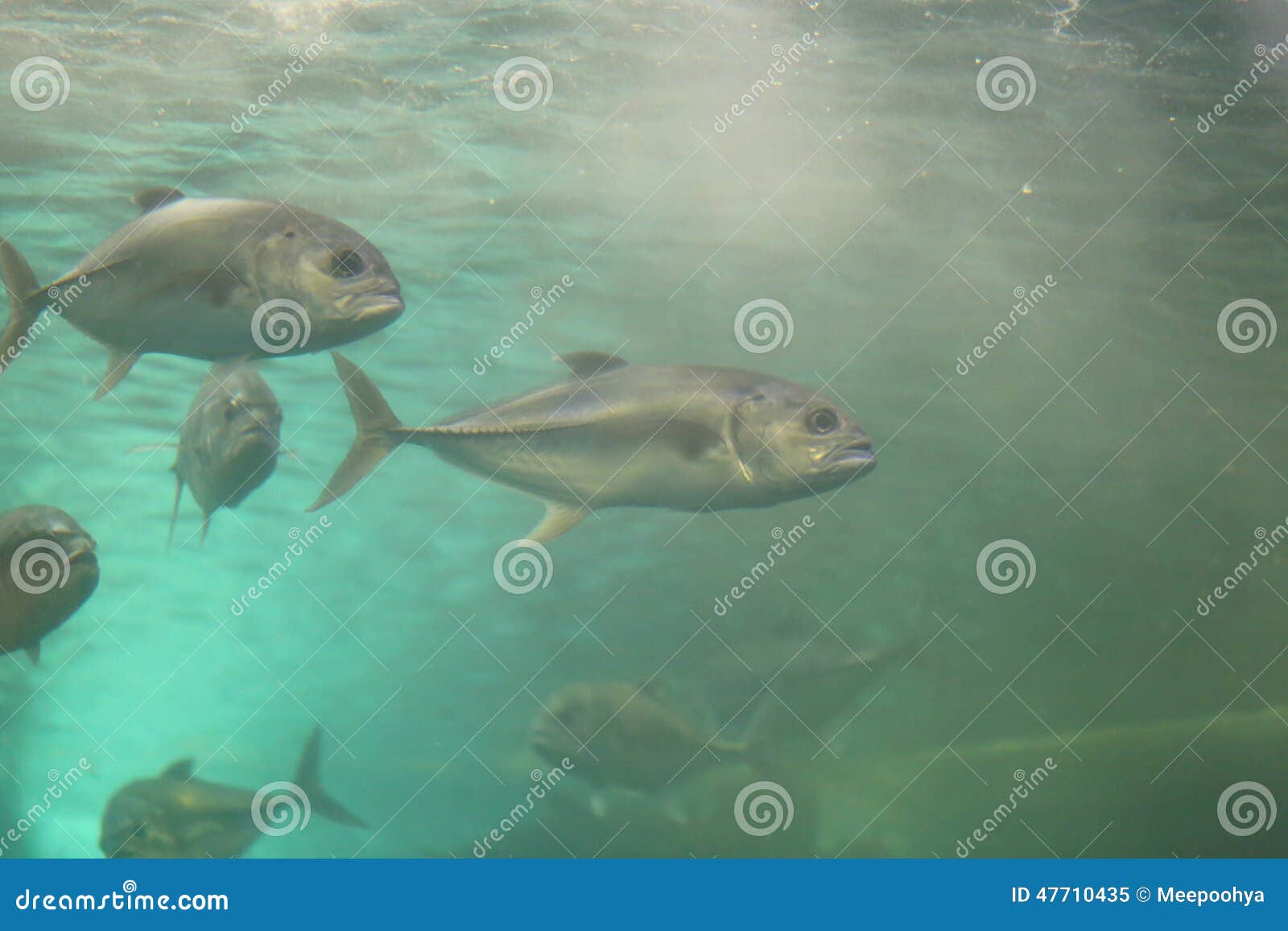 Giant trevally fish. stock image. Image of trevally, bright - 47710435