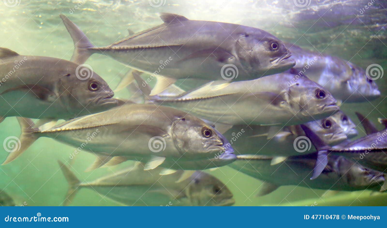 Giant trevally fish. stock photo. Image of background - 47710478