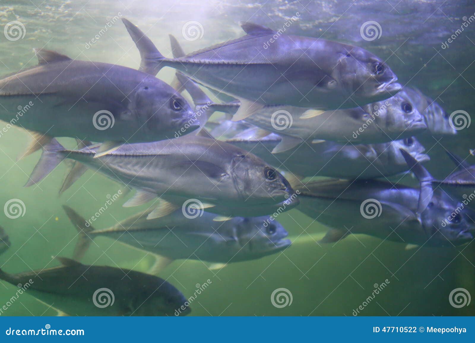 Giant trevally fish. stock photo. Image of deep, underwater - 47710522