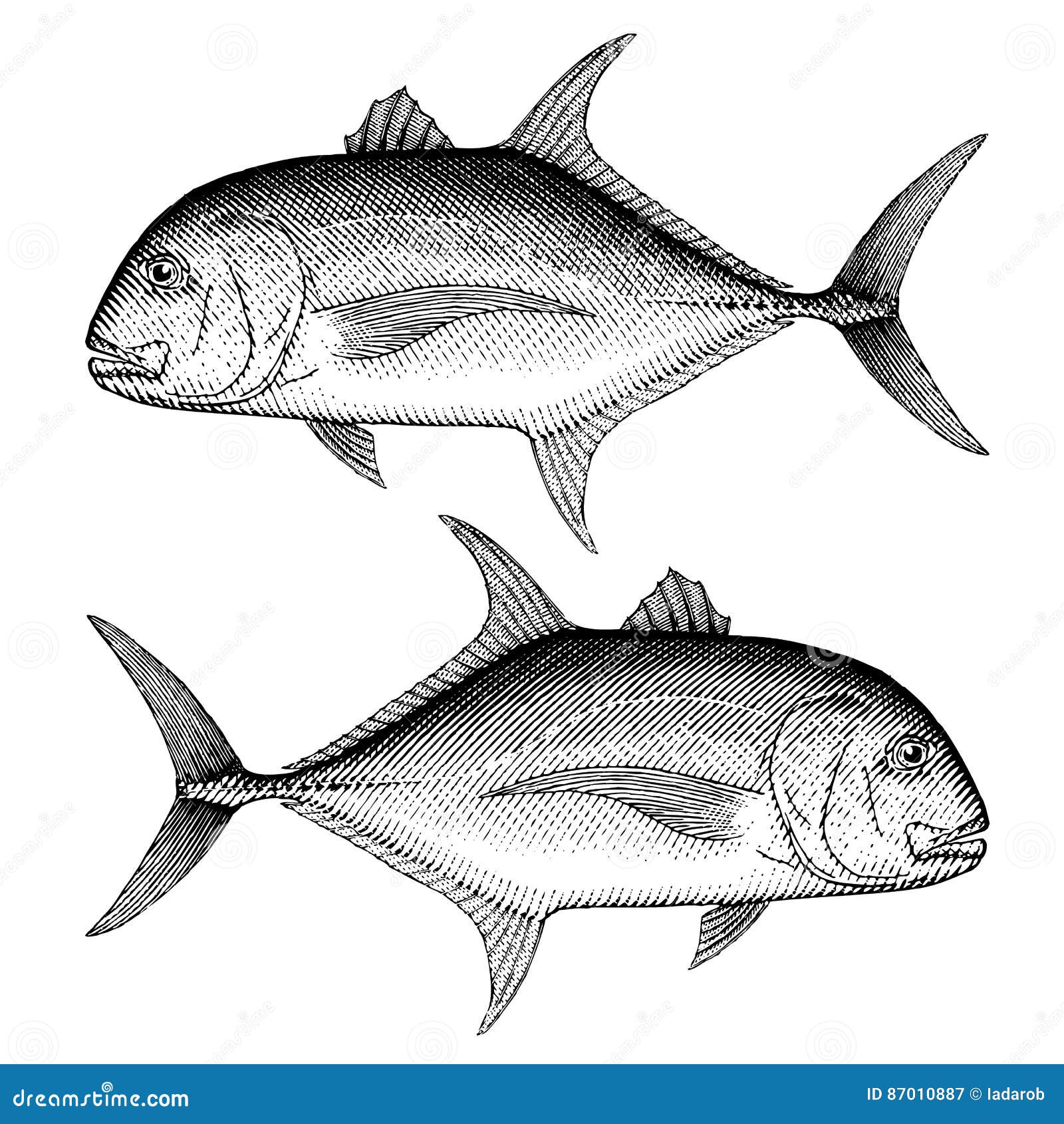 Trevally Cartoons, Illustrations & Vector Stock Images - 346 Pictures ...
