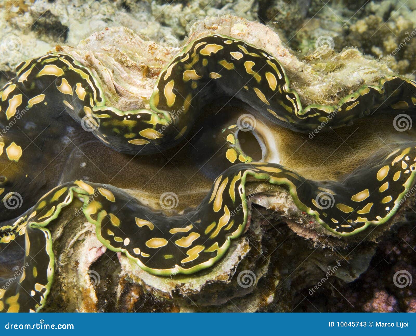 Giant Tridacna Macro stock image. Image of edible, animal - 10645743