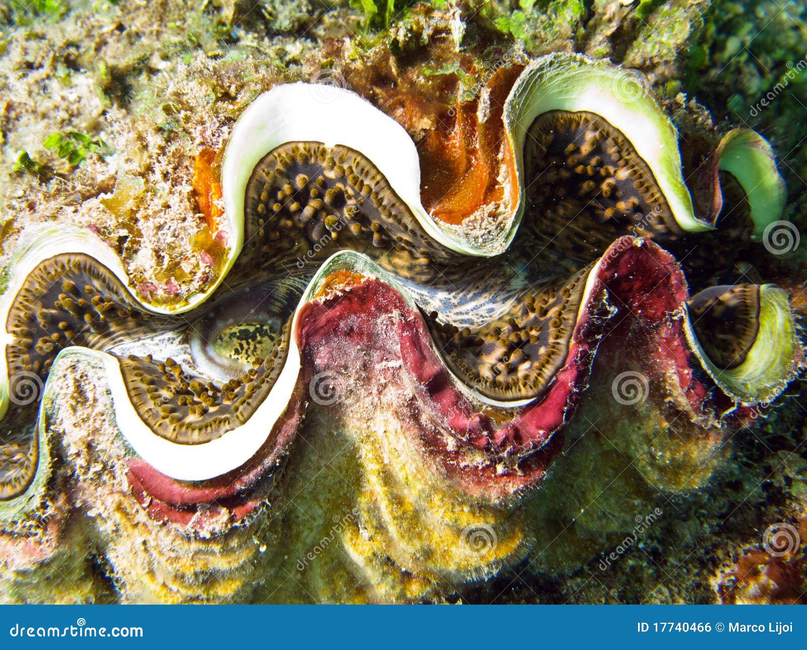 Giant Tridacna shell stock photo. Image of giant, seafood - 17740466