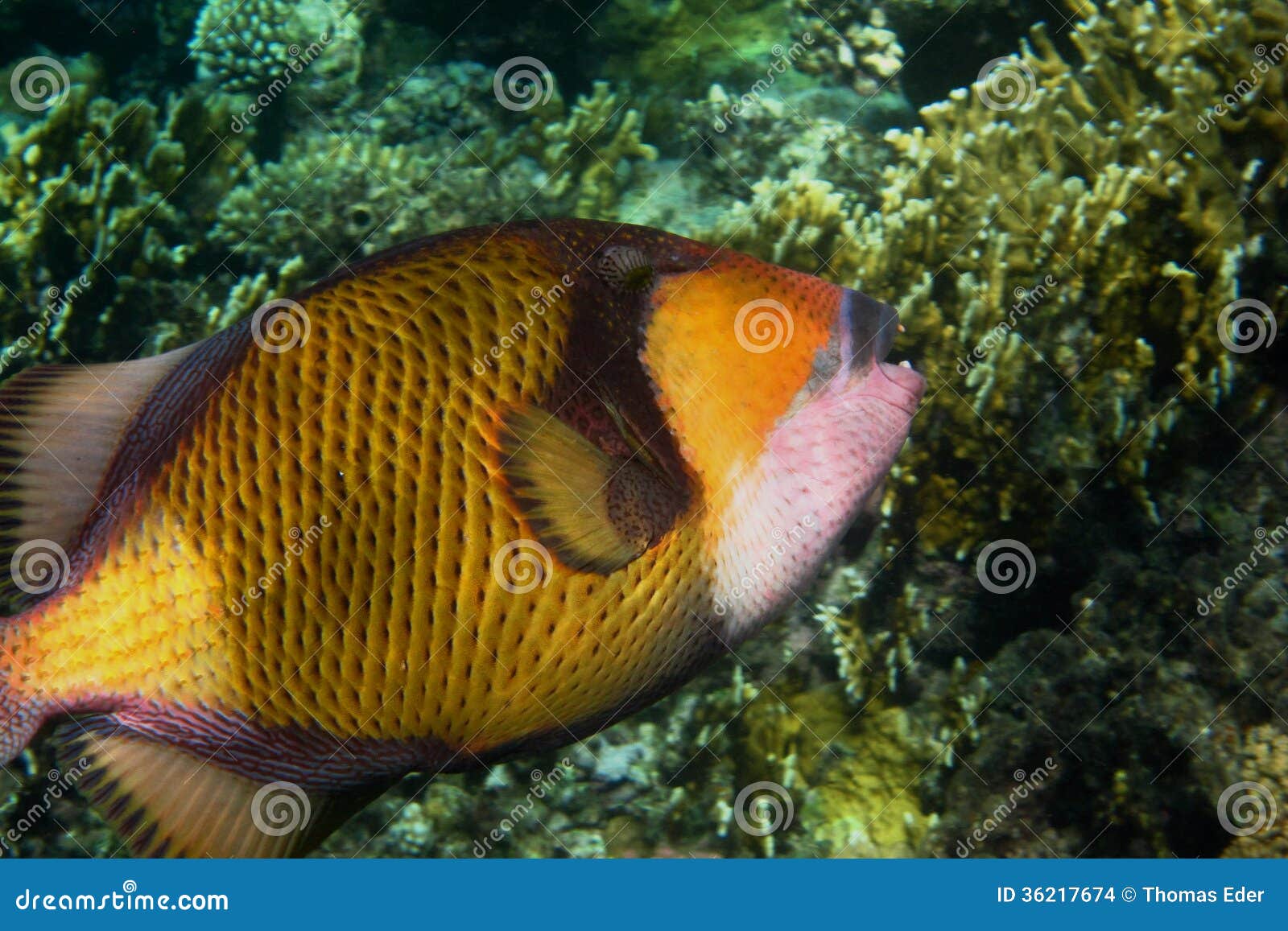 Giant Triggerfish in the Red Sea Stock Photo - Image of divers ...