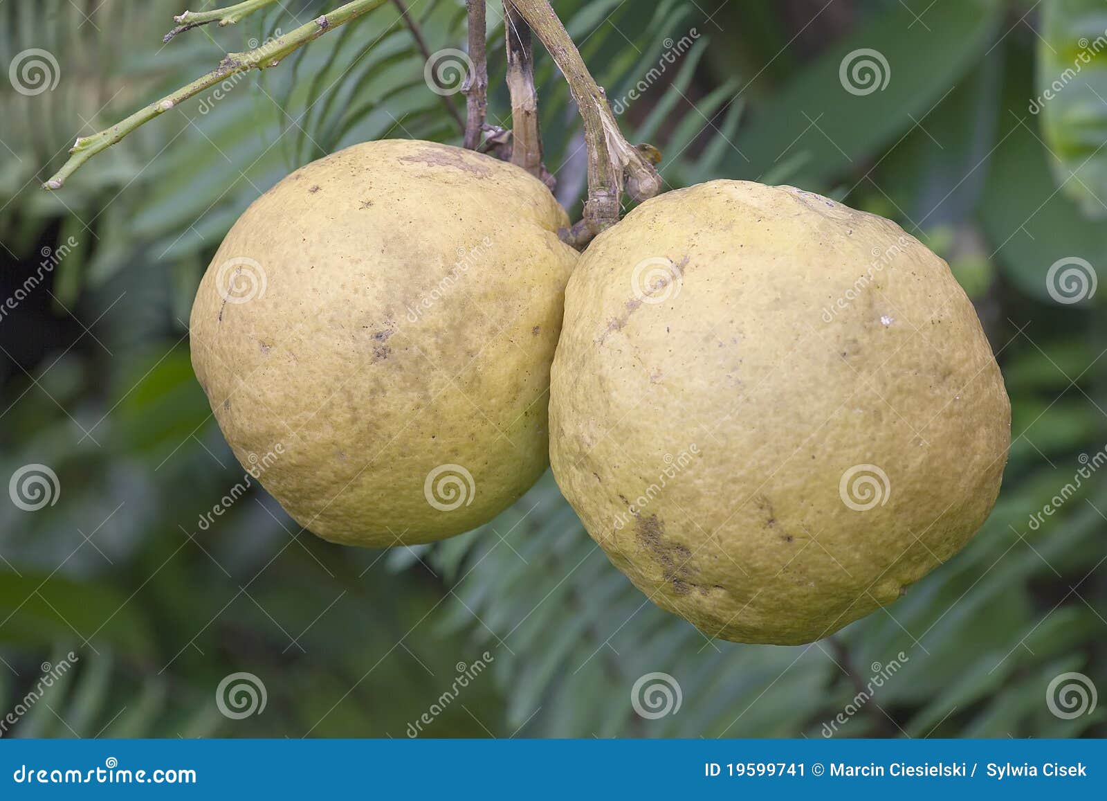 Giant tropical lemon stock image. Image of organic, delicious - 19599741