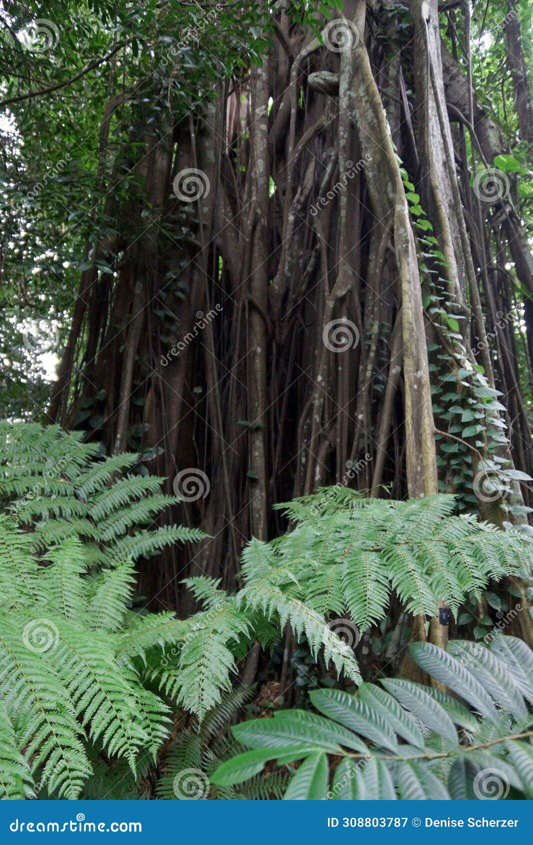 Giant Tropical Tree with Airy Roots Stock Image - Image of huge, life ...