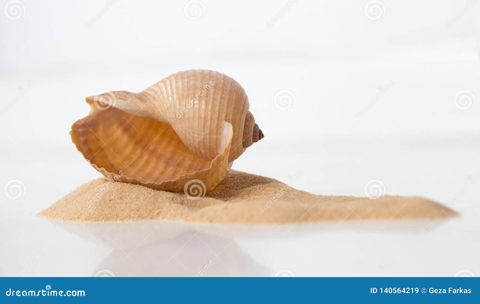 Giant Tun, Tonna Galea, Sea Snail Shell on White Stock Image - Image of ...