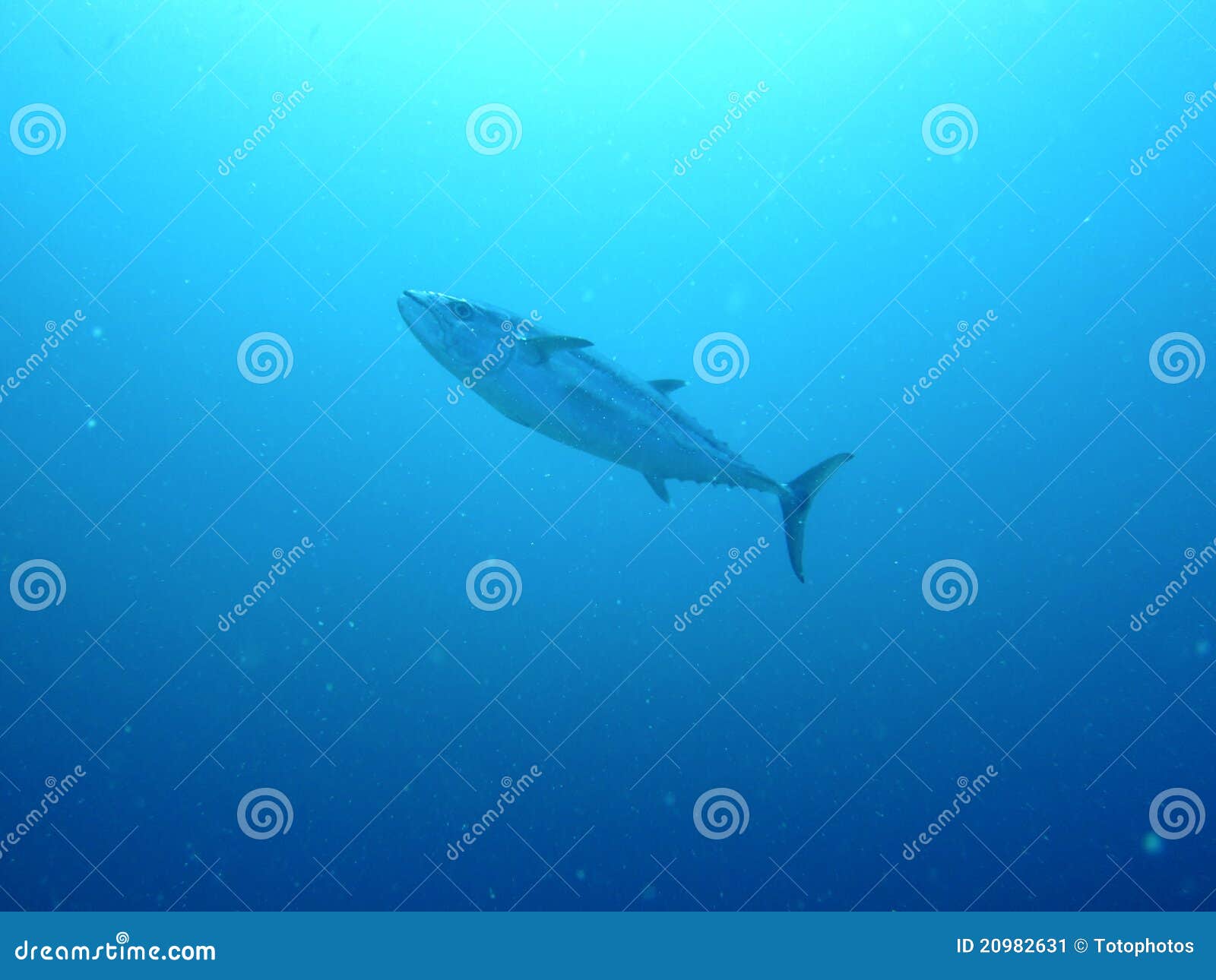 Giant Tuna Fish in Maldives Stock Image - Image of catch, holiday: 20982631