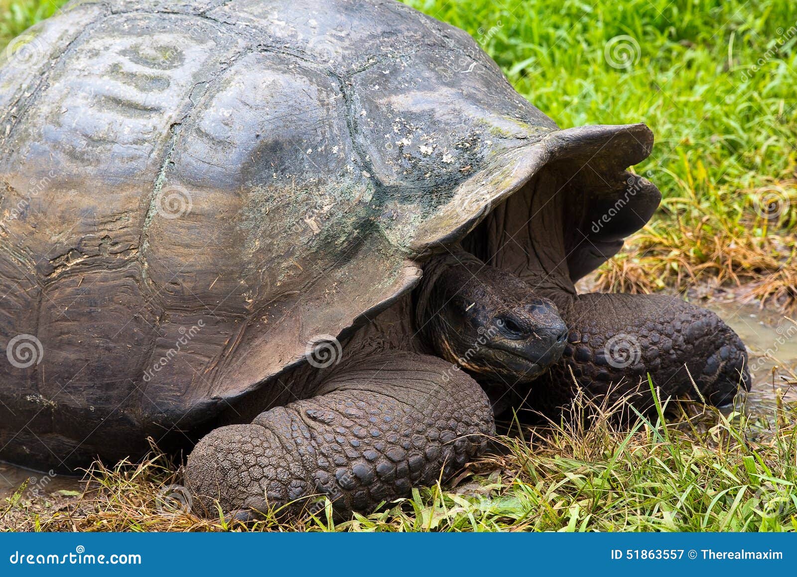 Giant turltle in shell stock image. Image of tortuga - 51863557