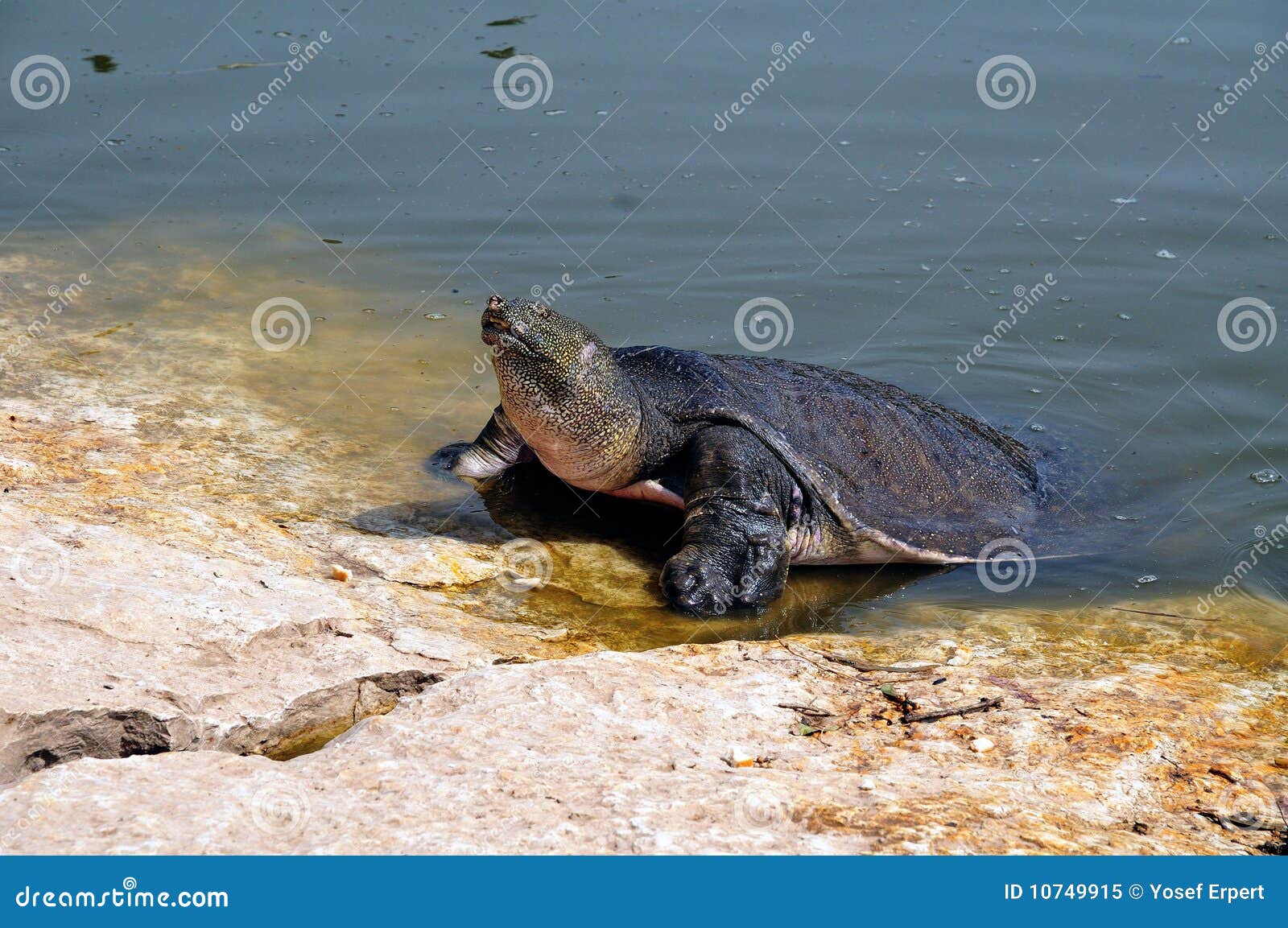 Giant turtle stock image. Image of giant, levee, water - 10749915