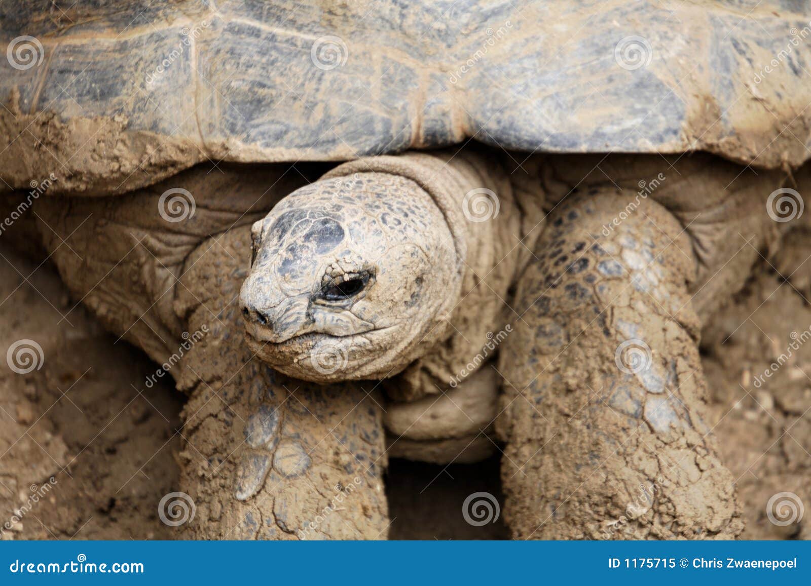 Giant turtle stock image. Image of legs, animal, crawling - 1175715 Giant turtle stock image. Image of legs, animal, crawling - 1175715