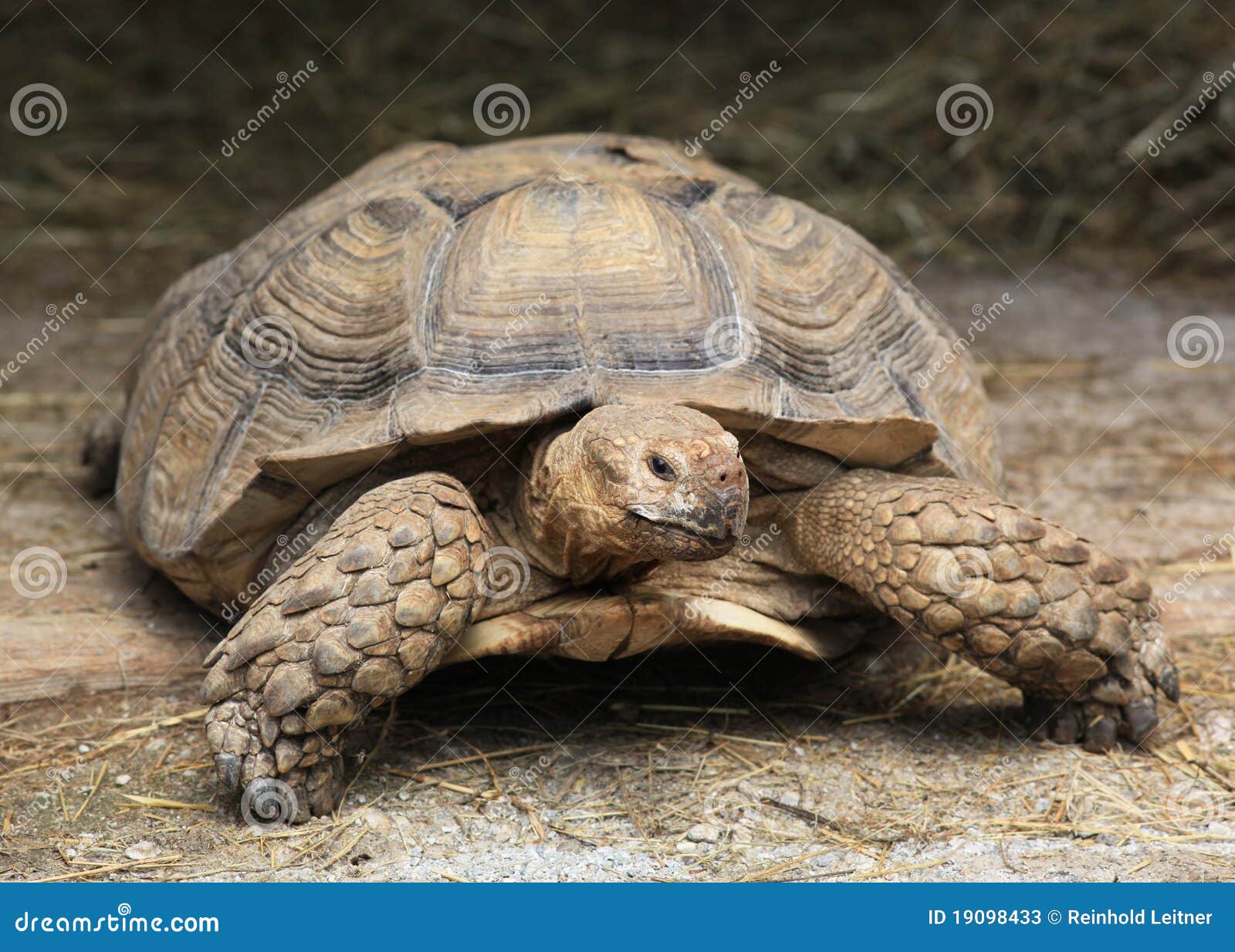 Giant turtle stock image. Image of galapagos, neck, grazing - 19098433
